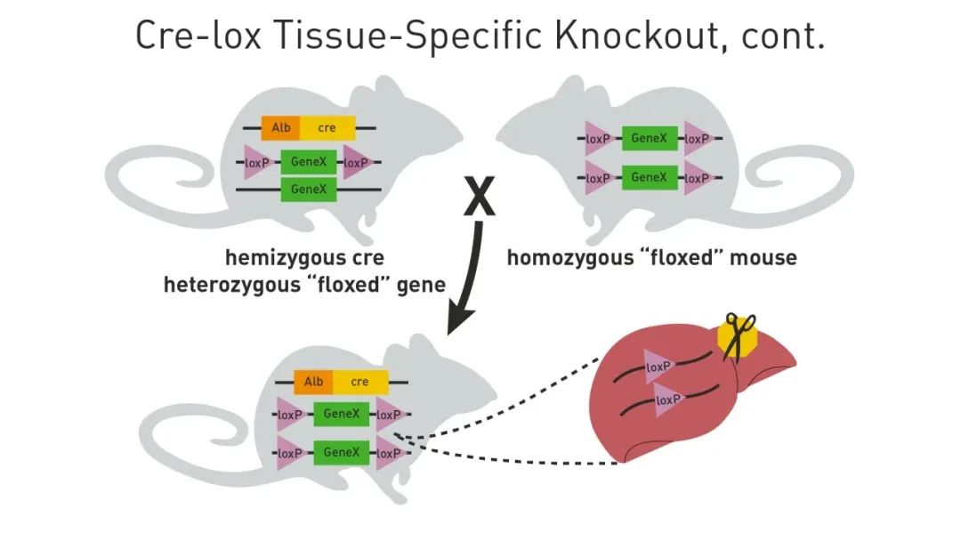 一文搞懂Cre-loxP条件性基因编辑 - 哔哩哔哩