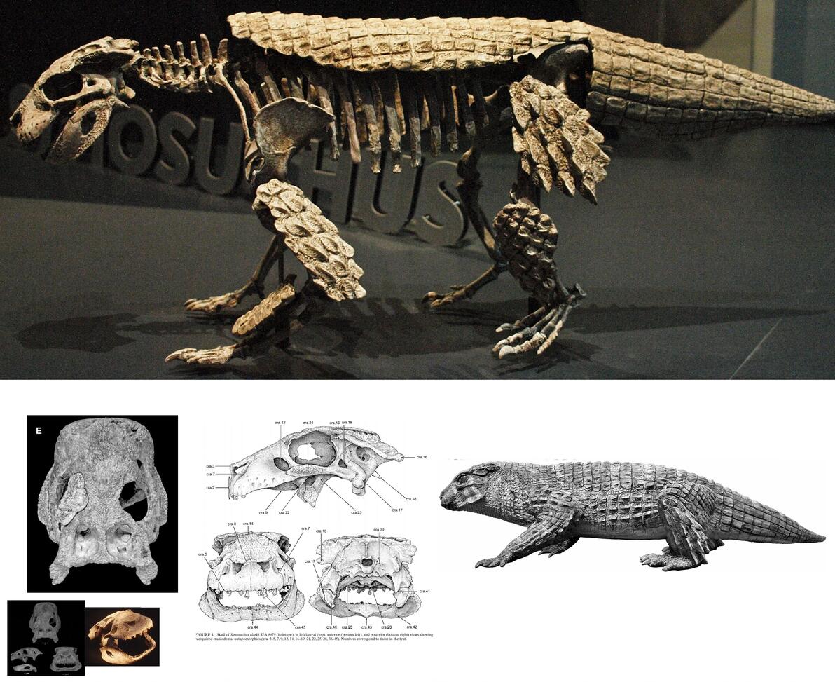 以诺托鳄类为代表的陆栖鳄 - 哔哩哔哩