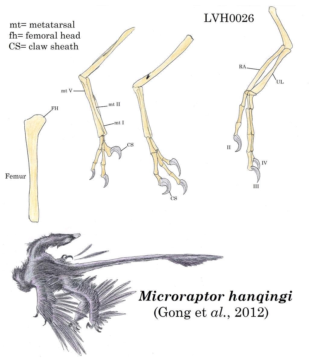 林间的小盗贼:小盗龙类(Microraptoria)物种简介 - 哔哩哔哩