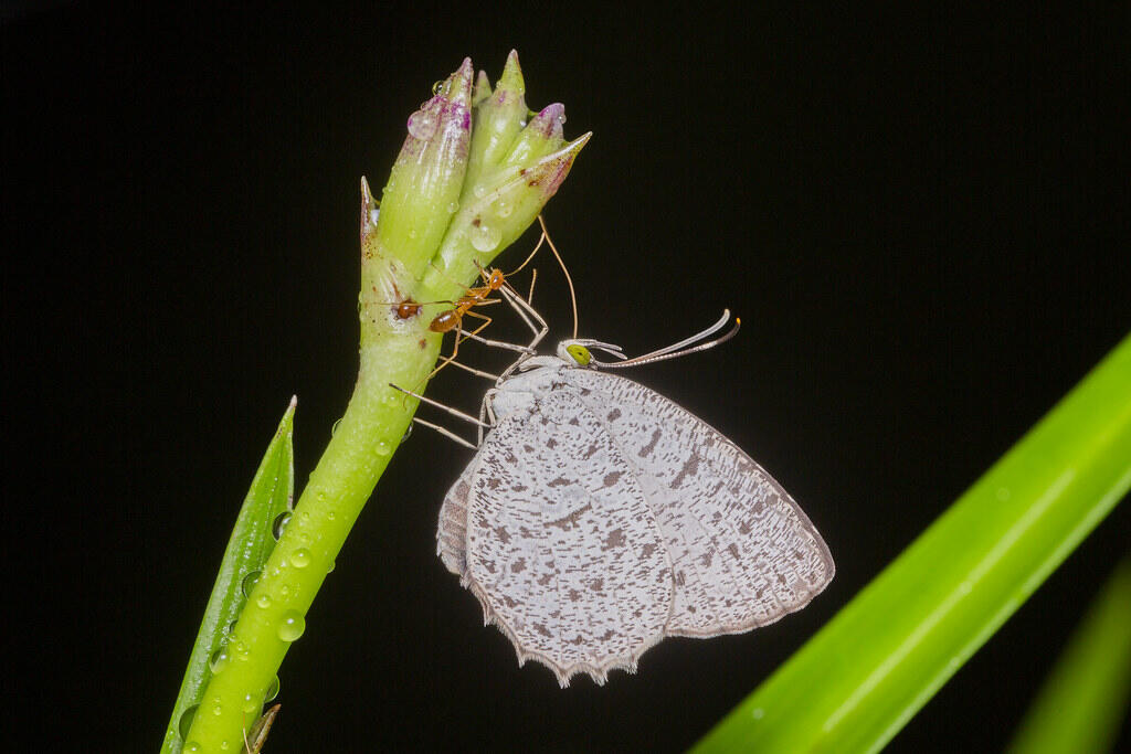 肉食性毛毛虫盘点 - 哔哩哔哩
