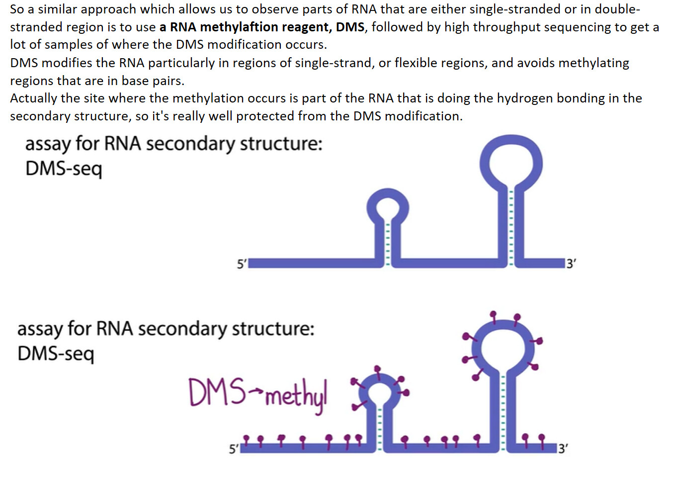MIT 分子生物学 part3 5.7 Assays for RNA Structure,DMS-seq and SHAPE-s - 哔哩哔哩