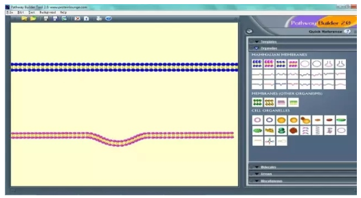 pathway builder tool 软件——制作炫酷的信号通路图，附软件下载 - 哔哩哔哩