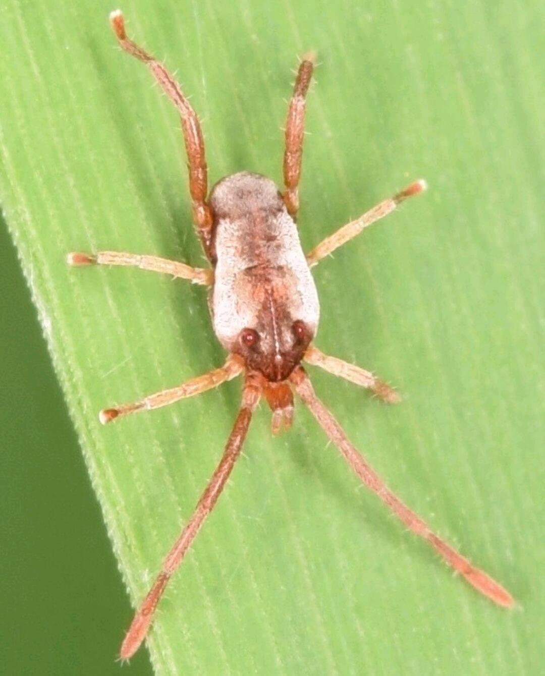 中国常见螨虫图鉴1.0 - 哔哩哔哩