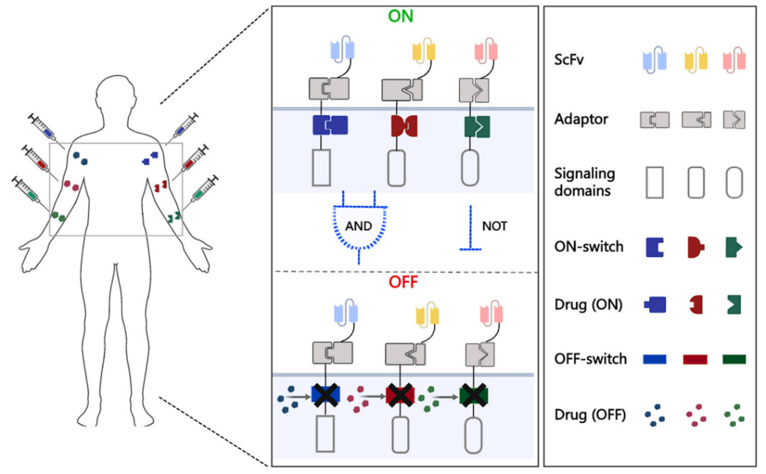 CAR-T细胞疗法进展（10） - 哔哩哔哩