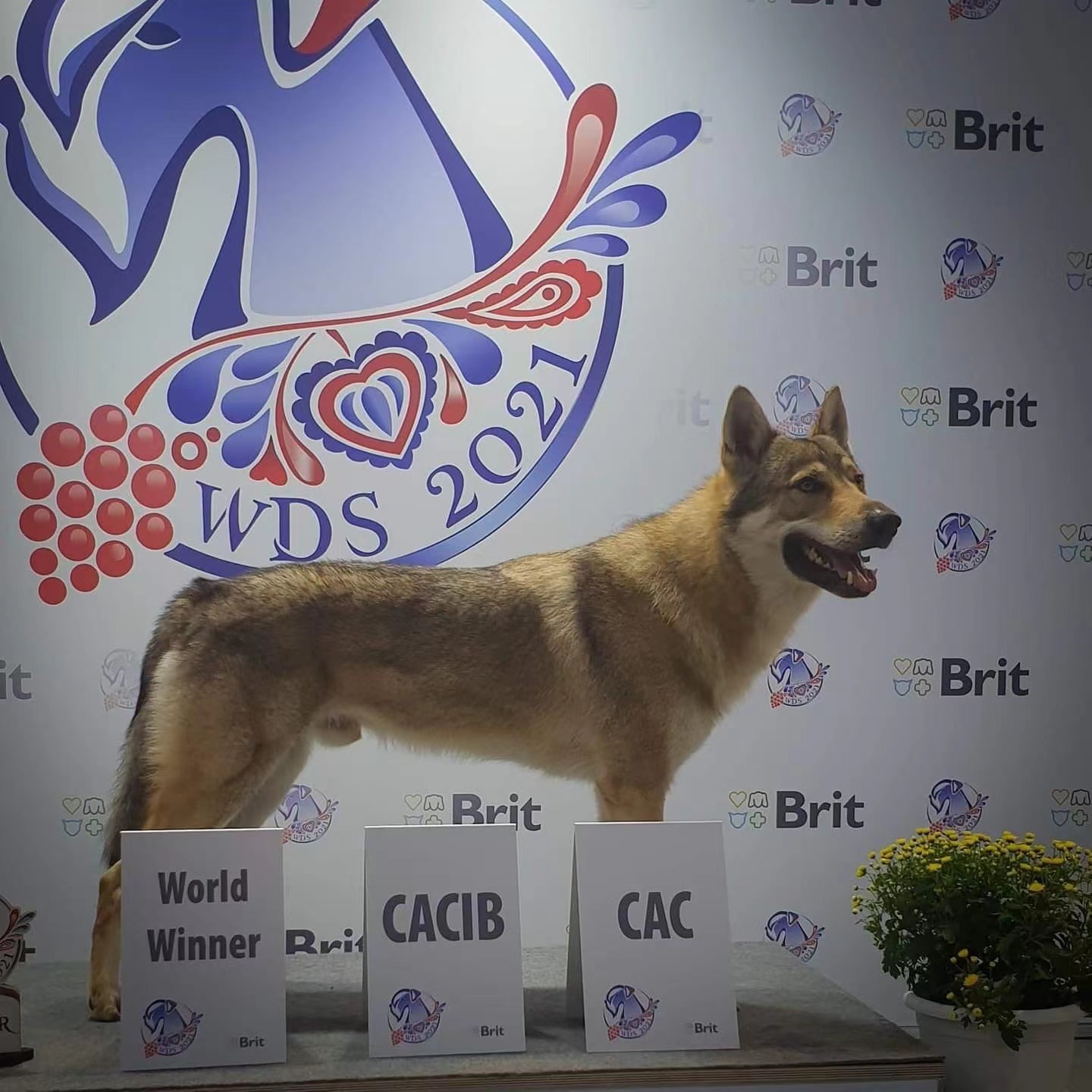 "SHOW DOG "与育种的关系相去甚远 - 哔哩哔哩