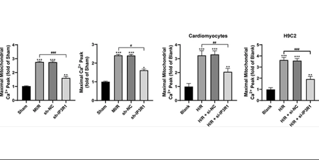 Fluo-4 AM检测细胞内 Ca2+ 浓度的探针 - 哔哩哔哩