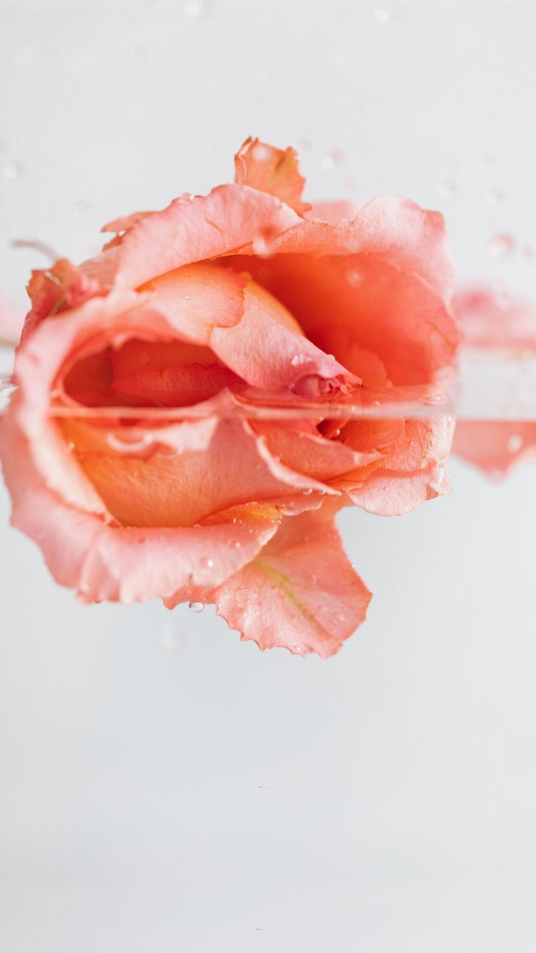 【美图分享125】七夕玫瑰特辑~~我将玫瑰藏于身后，期盼与你赴约 - 哔哩哔哩