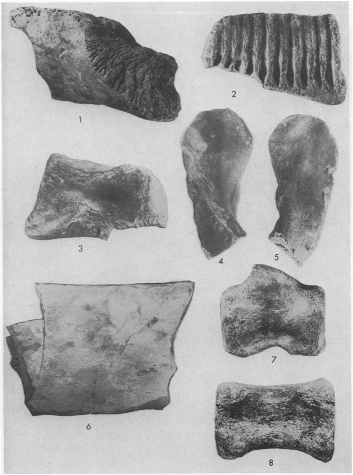 【古生物】肇鸣鼉鼓：恐鳄属资料合集 - 哔哩哔哩