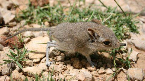 动物图鉴——非洲兽总目（一） - 哔哩哔哩