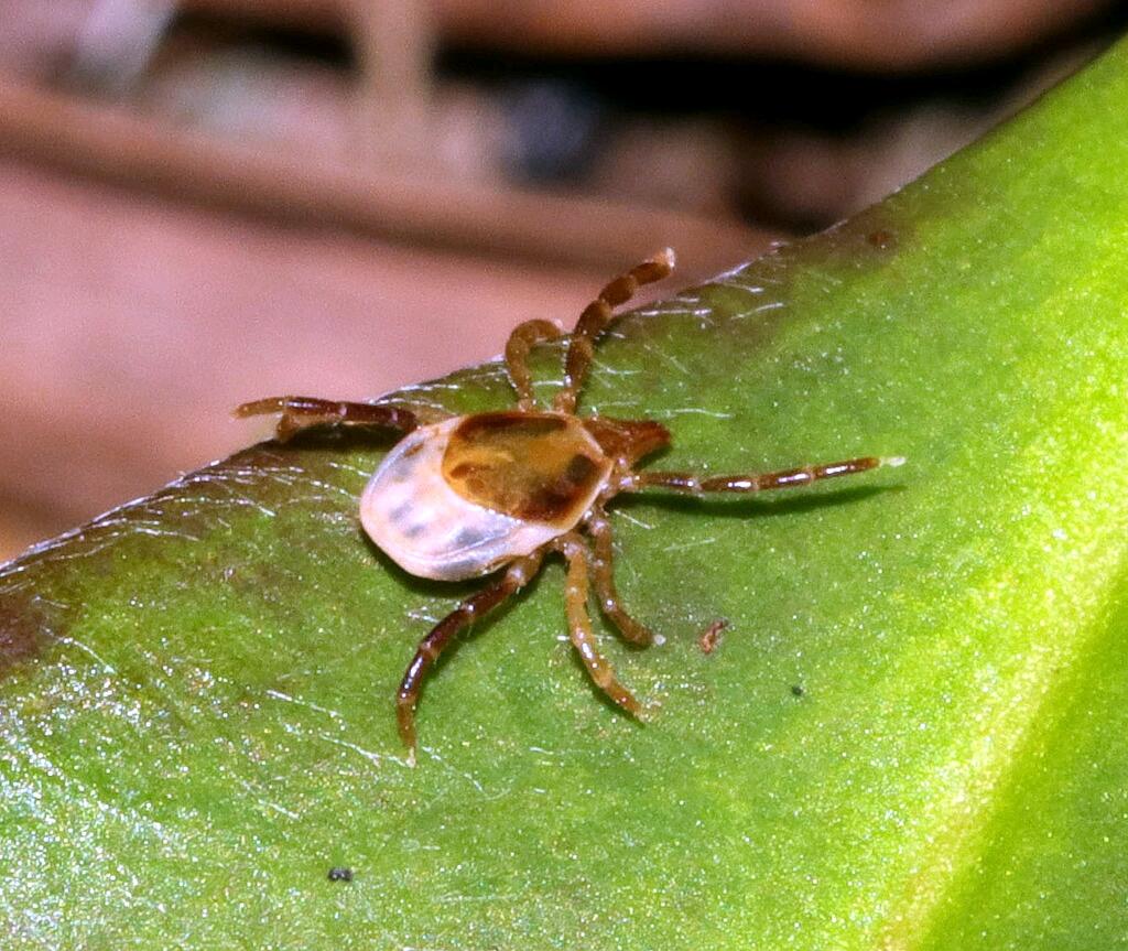 虫虫大作战(bugbits)物种原型一览 - 哔哩哔哩