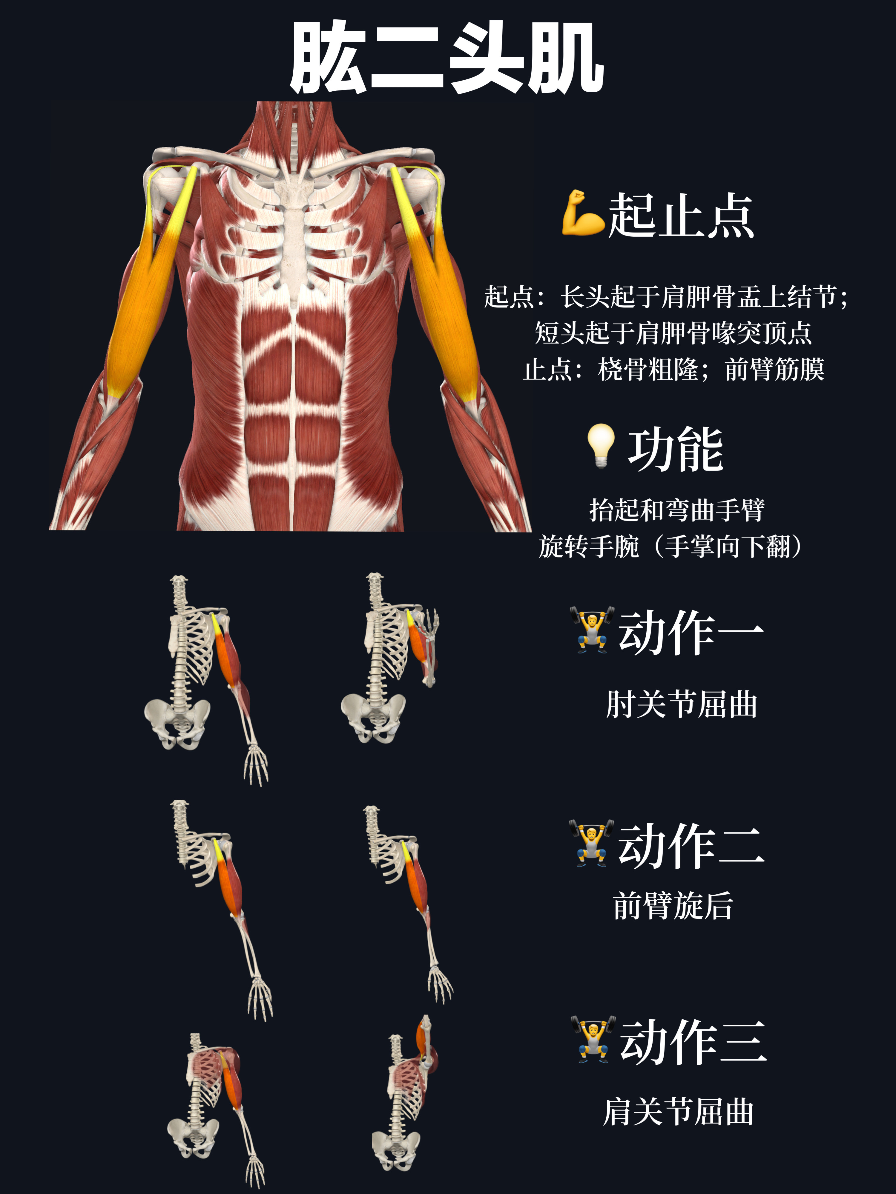 【超详细合集 】健身新手必看——手臂训练合集 哔哩哔哩