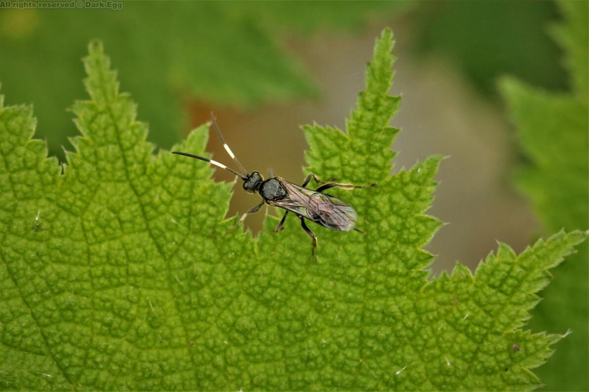 西南虫记·普格·螺髻山·20180923 (4) - 哔哩哔哩