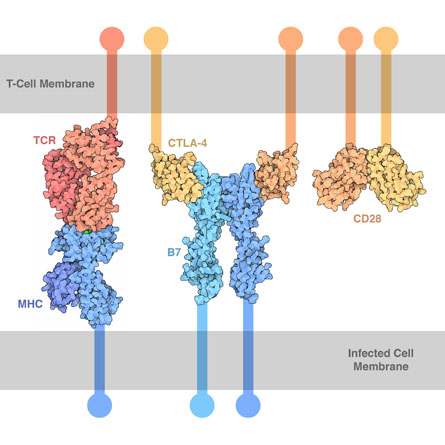 CTLA-4人源化小鼠，助力肿瘤研究 - 哔哩哔哩