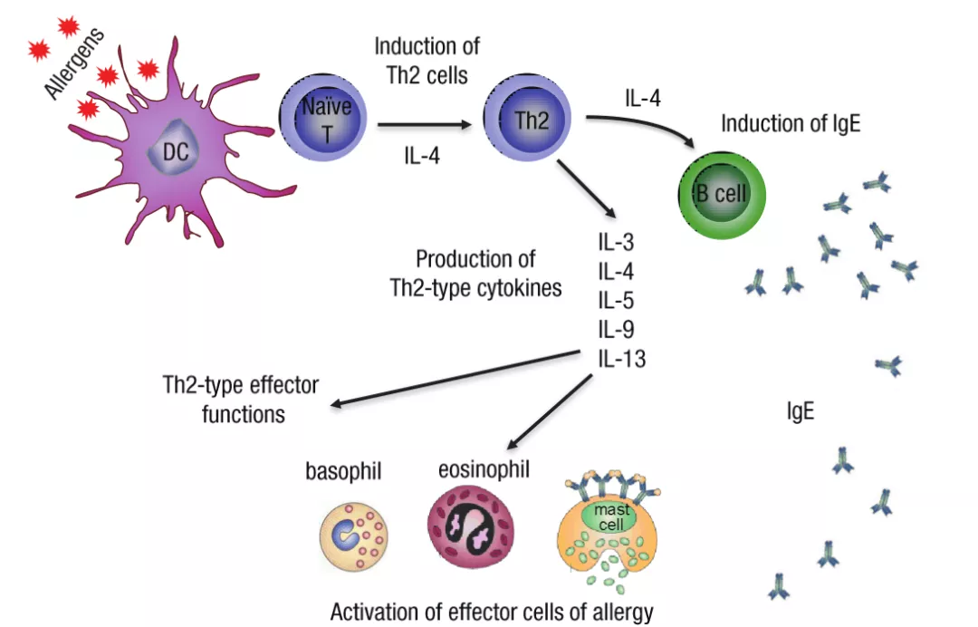 【Protocol】CD4+T细胞极化之Th2 - 哔哩哔哩