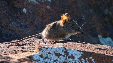 动物图鉴——非洲兽总目（一） - 哔哩哔哩