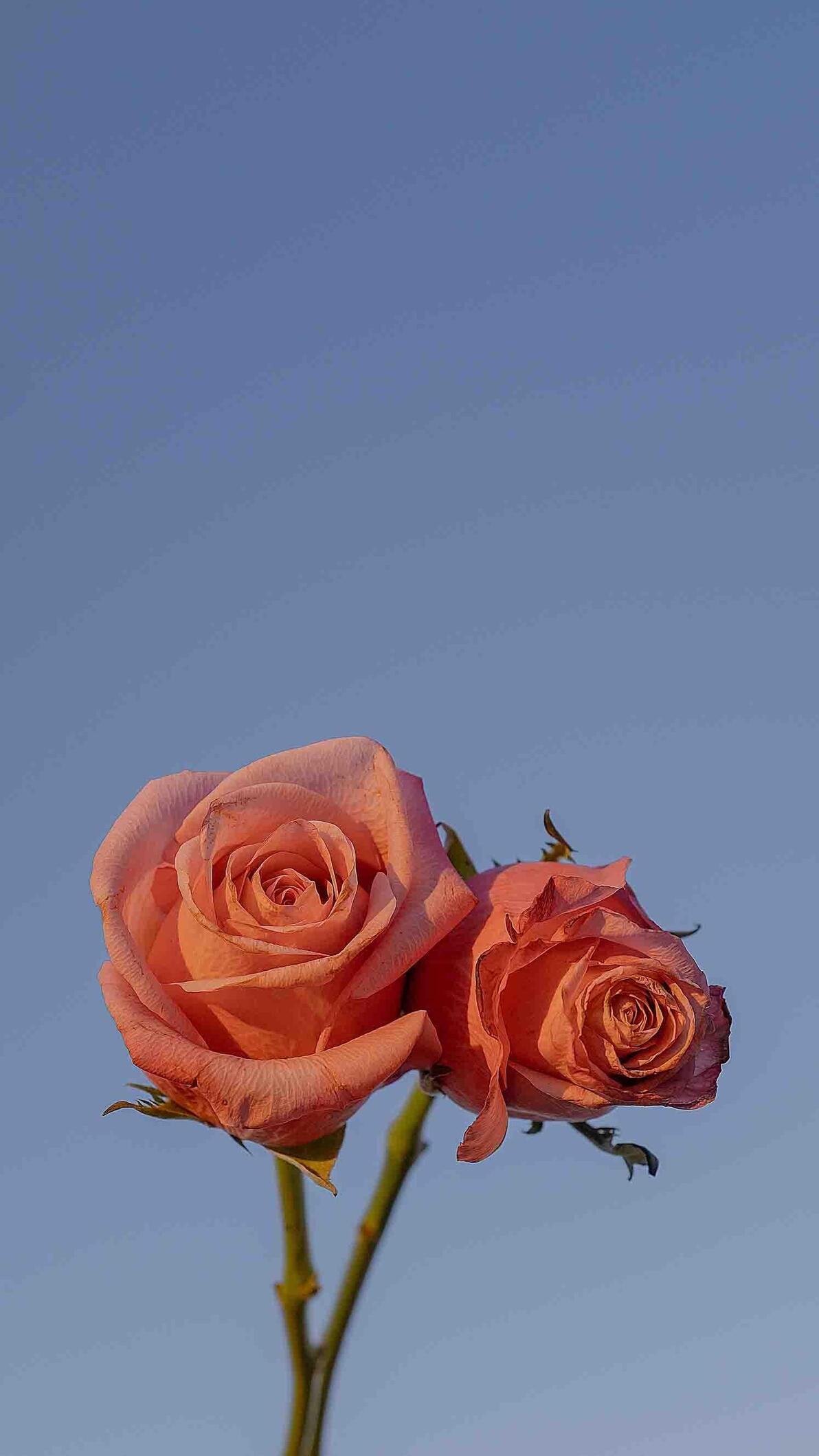 【美图分享125】七夕玫瑰特辑~~我将玫瑰藏于身后，期盼与你赴约 - 哔哩哔哩