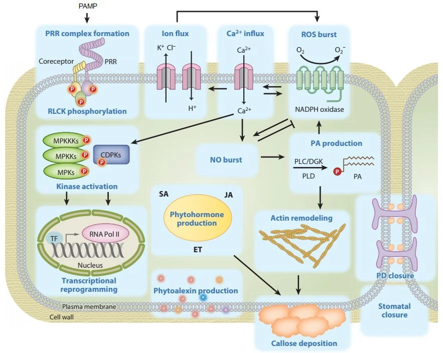 凌恩生物文献分享|转录组高级分析--植物抗性基因分析 - 哔哩哔哩