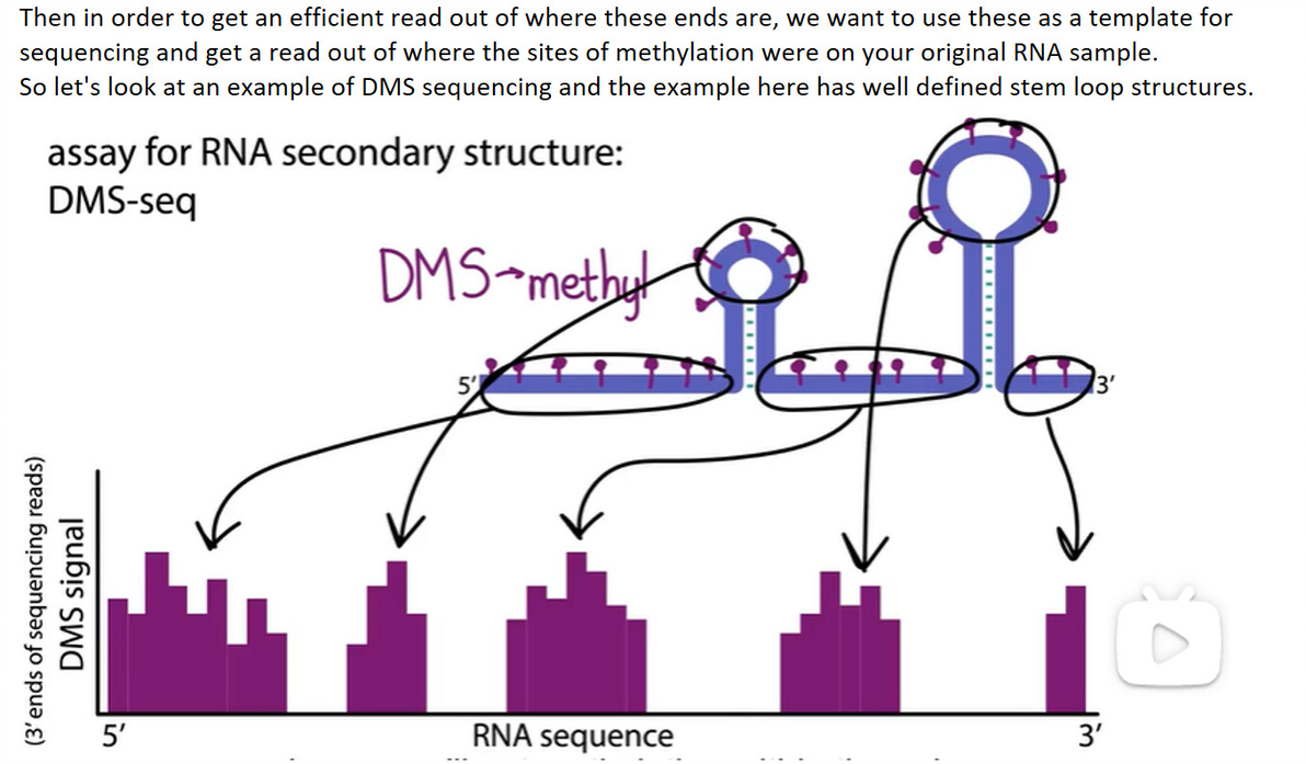 MIT 分子生物学 part3 5.7 Assays for RNA Structure,DMS-seq and SHAPE-s - 哔哩哔哩