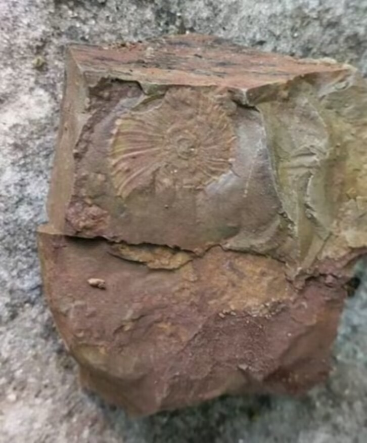 中国三叠纪菊石化石（含部分国外的） - 哔哩哔哩