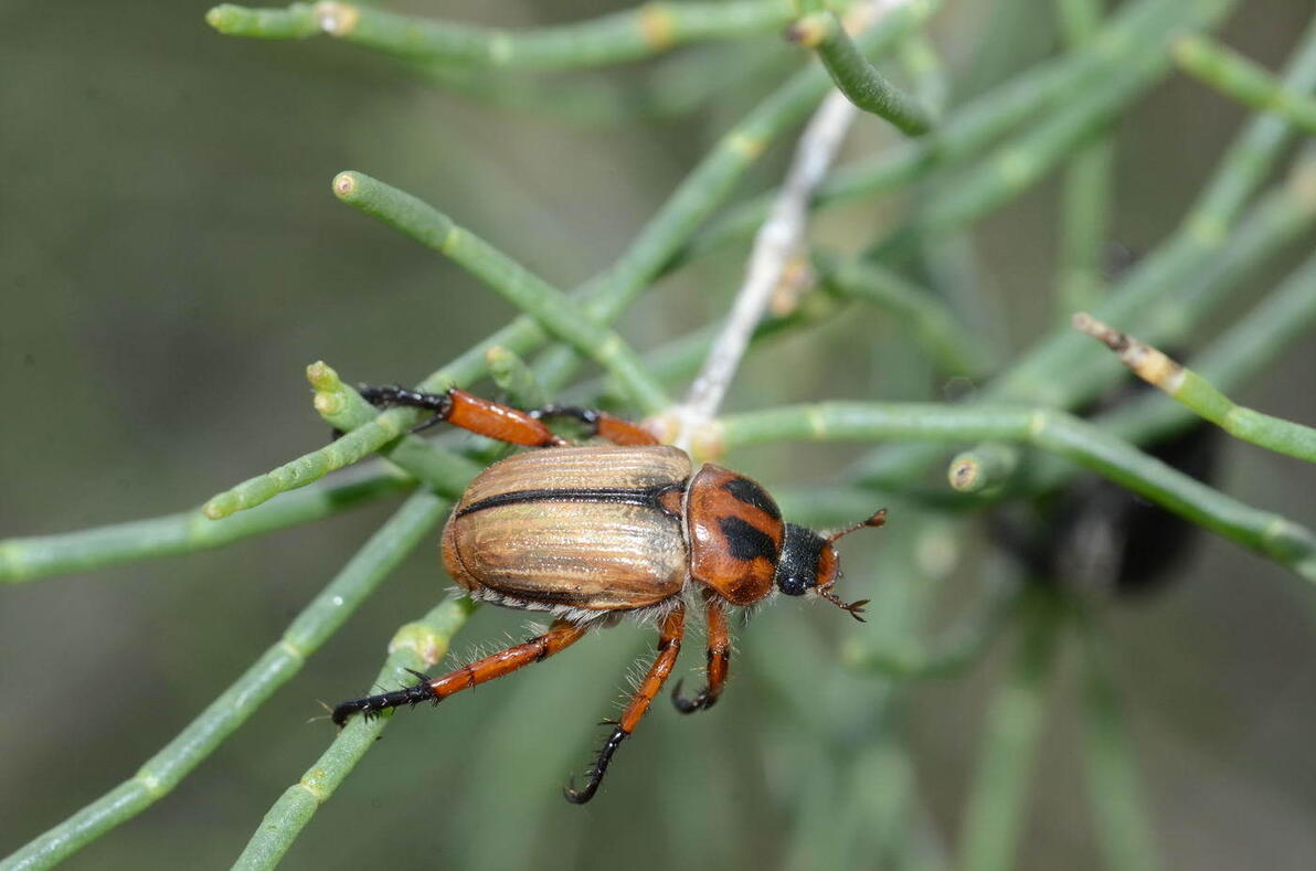 丽金龟-族与属整理（下篇） - 哔哩哔哩