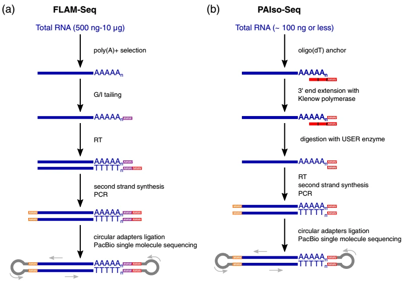 mRNA质量检测之poly A尾检测方法 - 哔哩哔哩