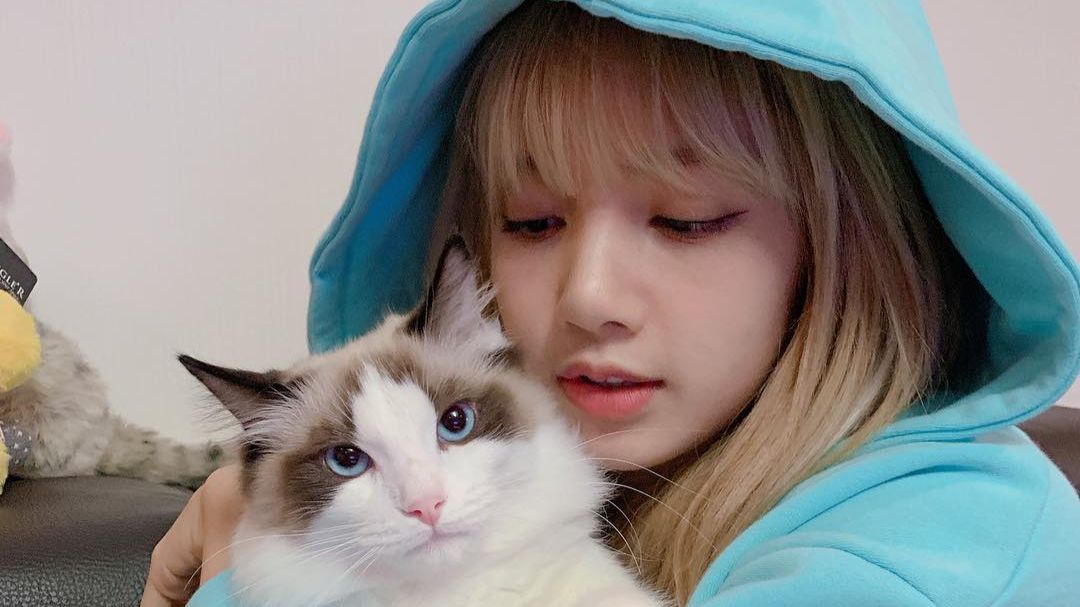 Blue LISA Day ~ - 哔哩哔哩