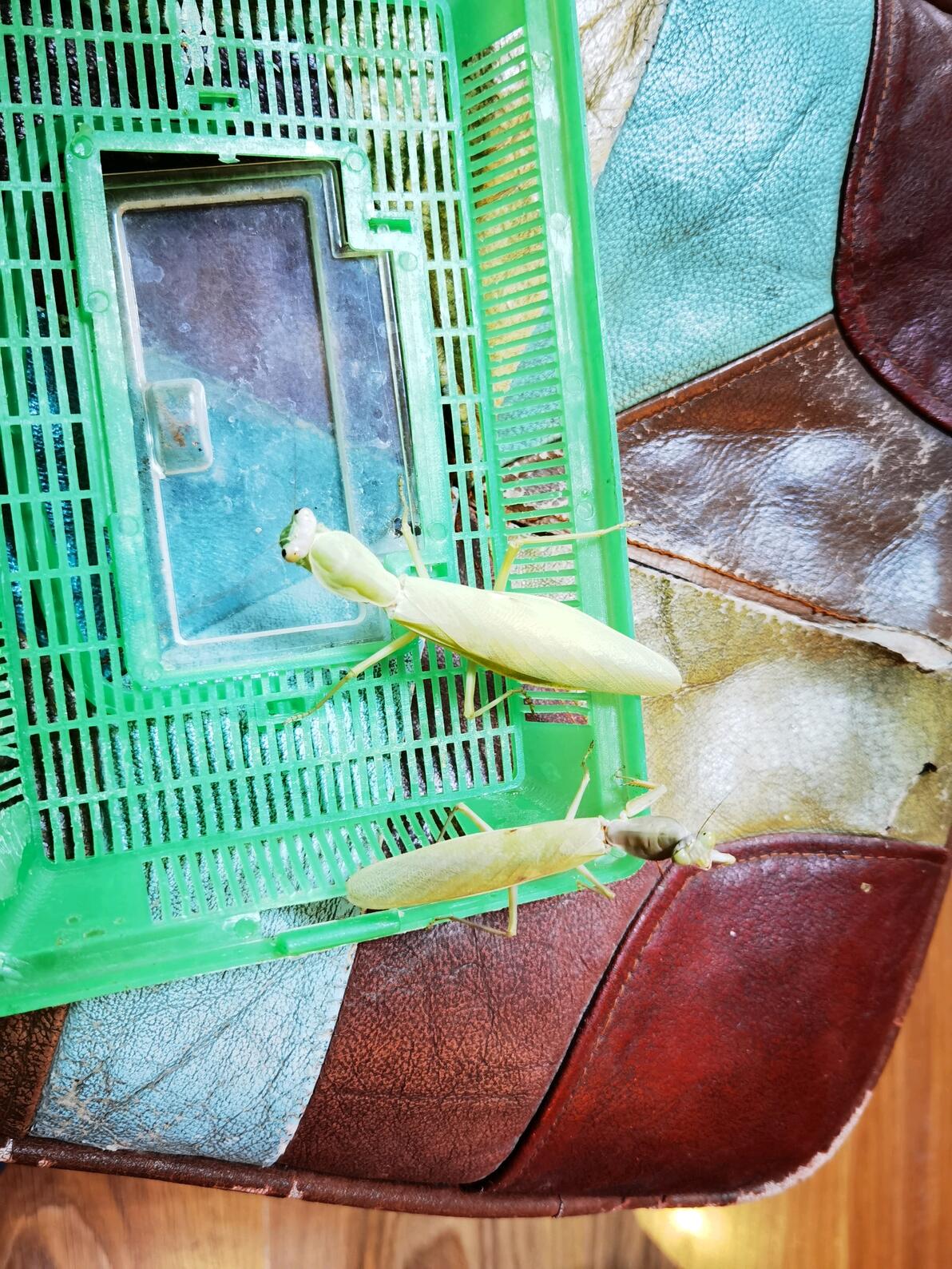 中国斧螳族总结 - 哔哩哔哩