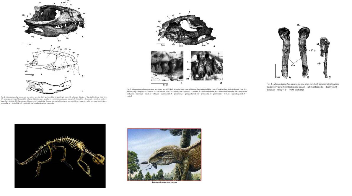 以诺托鳄类为代表的陆栖鳄 - 哔哩哔哩