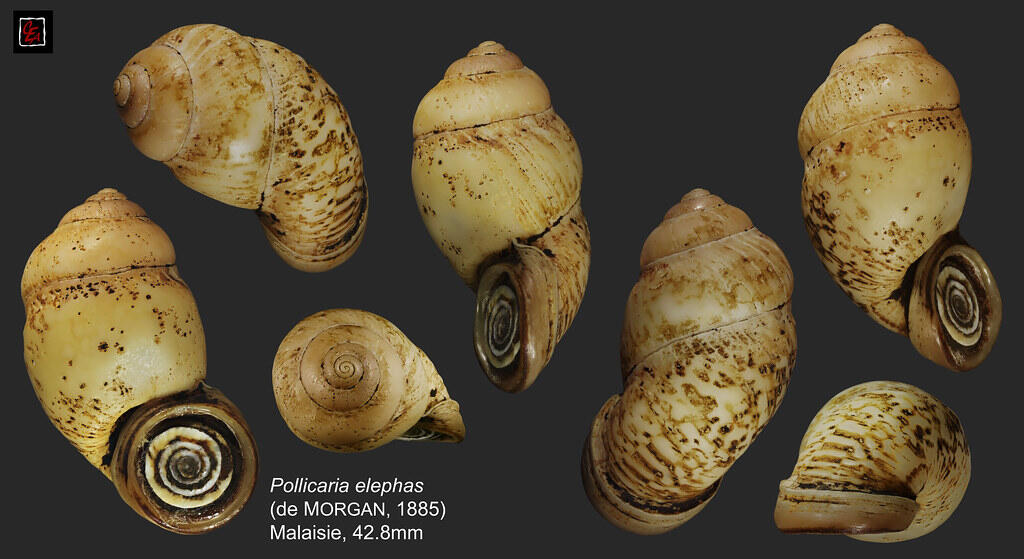 按总科盘点“陆螺”——陆生非柄眼类腹足类（上） - 哔哩哔哩