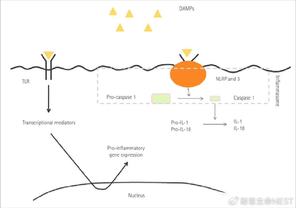 PAMPs和DAMPs：免疫反应的导火索 - 哔哩哔哩