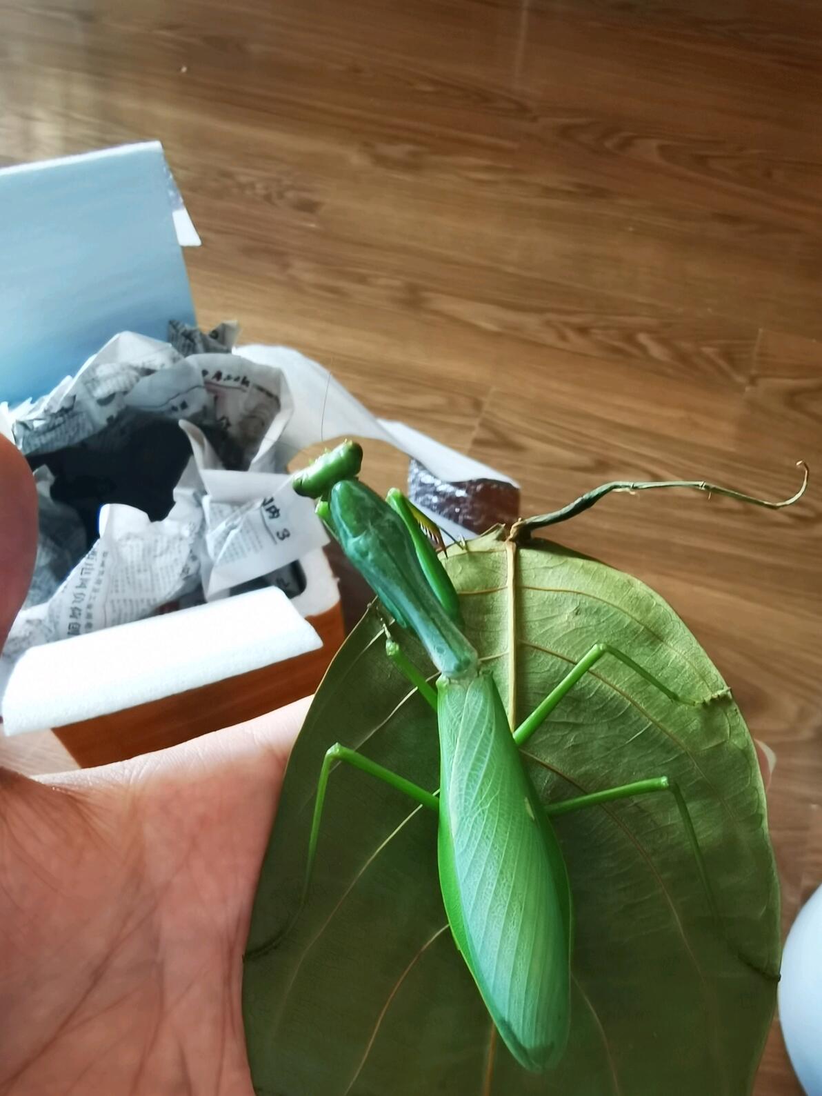 中国斧螳族总结 - 哔哩哔哩