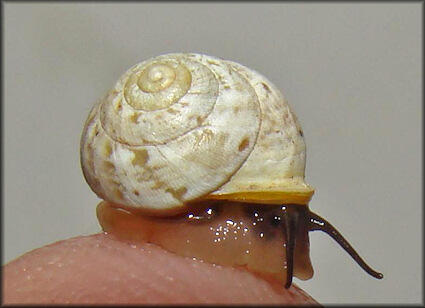 按总科盘点“陆螺”——陆生非柄眼类腹足类（上） - 哔哩哔哩