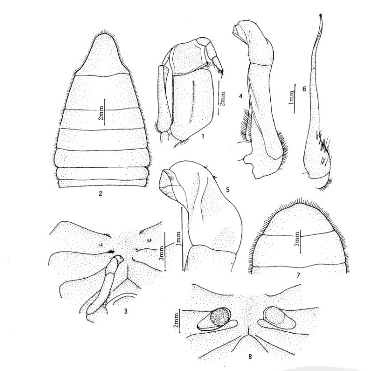 Potamidae溪蟹科已知属级翻译和分类 （2） - 哔哩哔哩