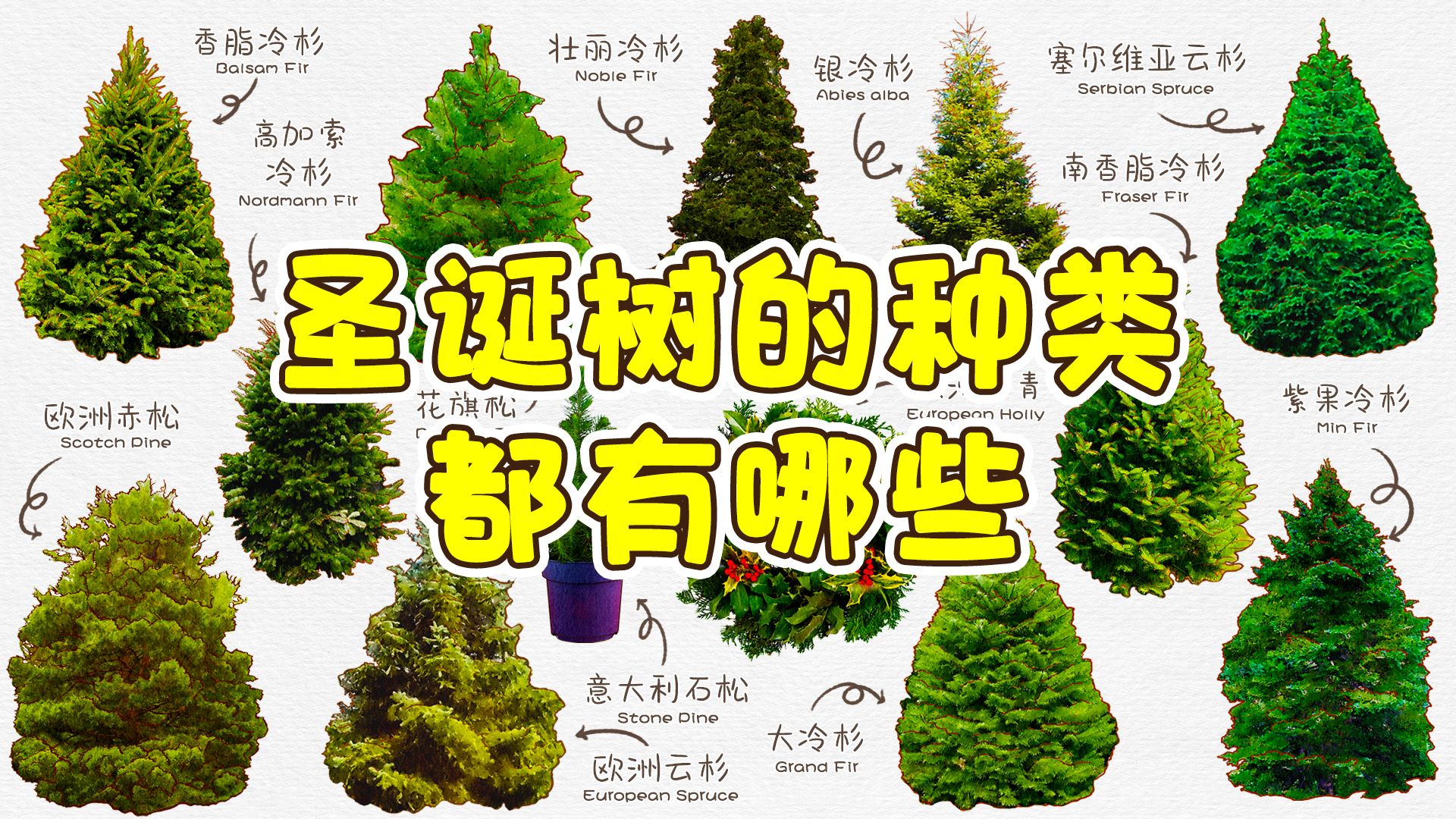 原来圣诞树有这么多种类 你知道圣诞树是什么树么 圣诞树有哪些分类 哔哩哔哩