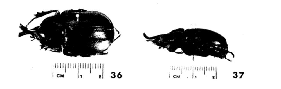 蛀犀金龟族全物种资料整理(下) - 哔哩哔哩