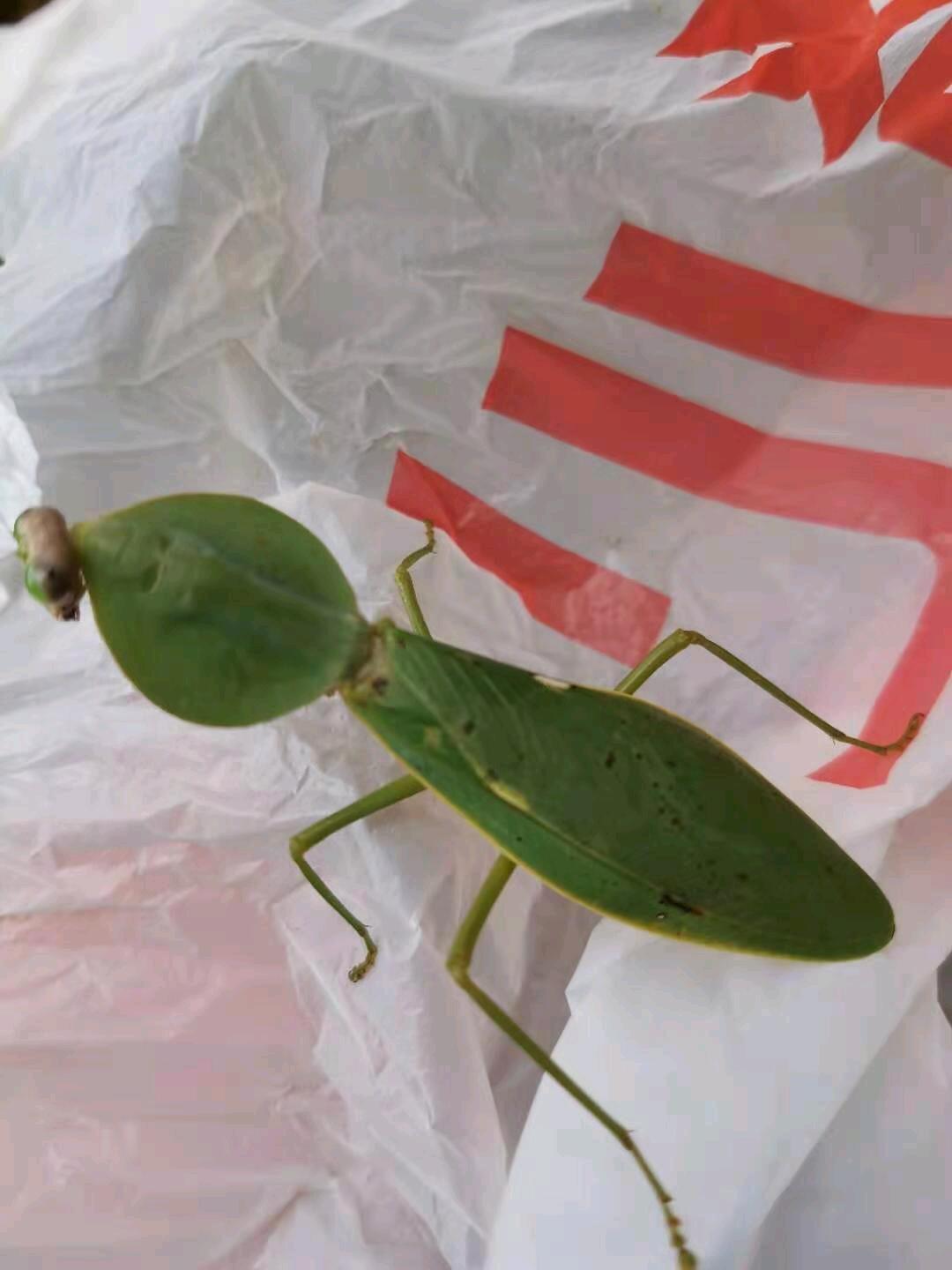 中国斧螳族总结 - 哔哩哔哩