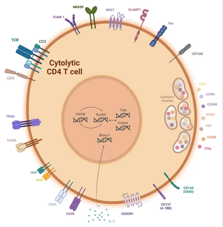 【总结】CD4分子必看知识点 | 内含T细胞解决方案 - 哔哩哔哩