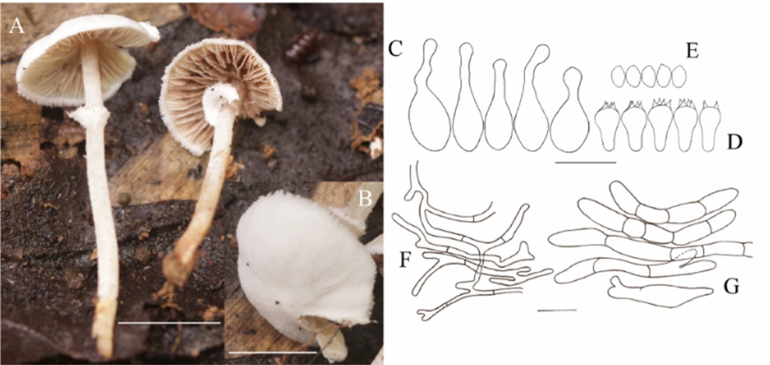 【蘑菇分类学】6.蘑菇科：黄蘑菇属、小蘑菇属、海氏蘑菇属 - 哔哩哔哩