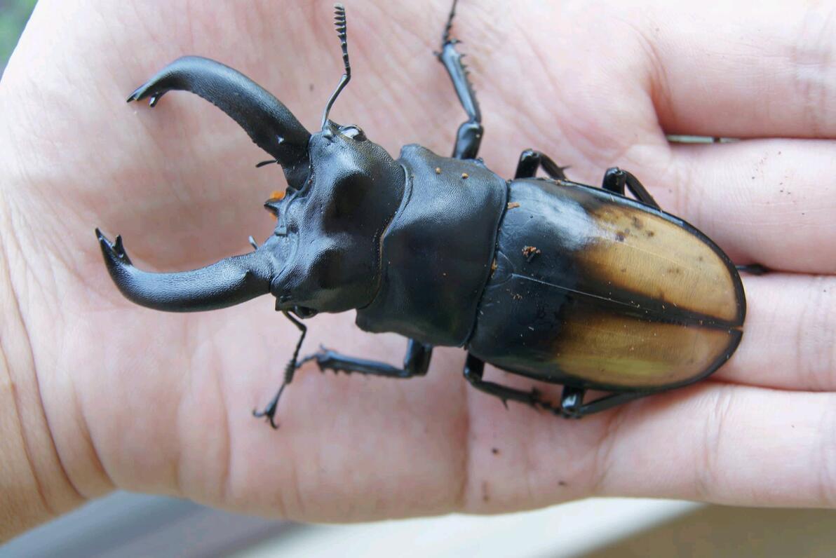 盘点国内一些锹甲的同物异名 - 哔哩哔哩