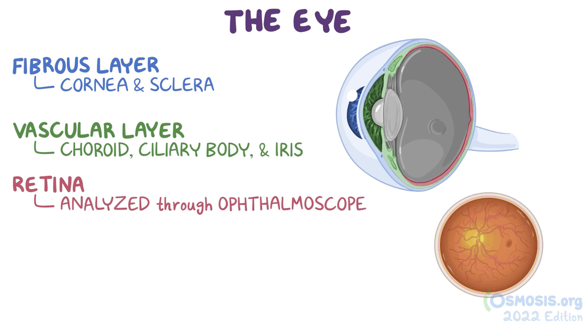 【Osmosis】眼解剖 2/2（双语对照） - 哔哩哔哩