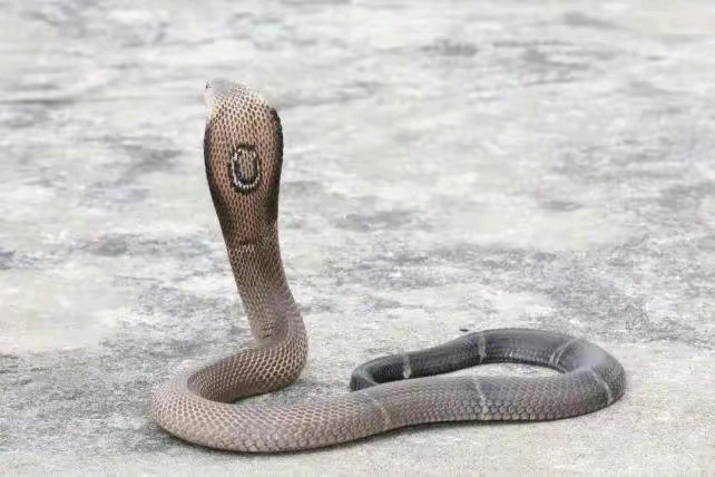 每天认识一种蛇——伏羲眼镜蛇 - 哔哩哔哩