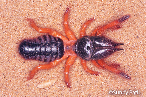 Rhagodidae科分类和其下的属及所含种的中文译名 - 哔哩哔哩