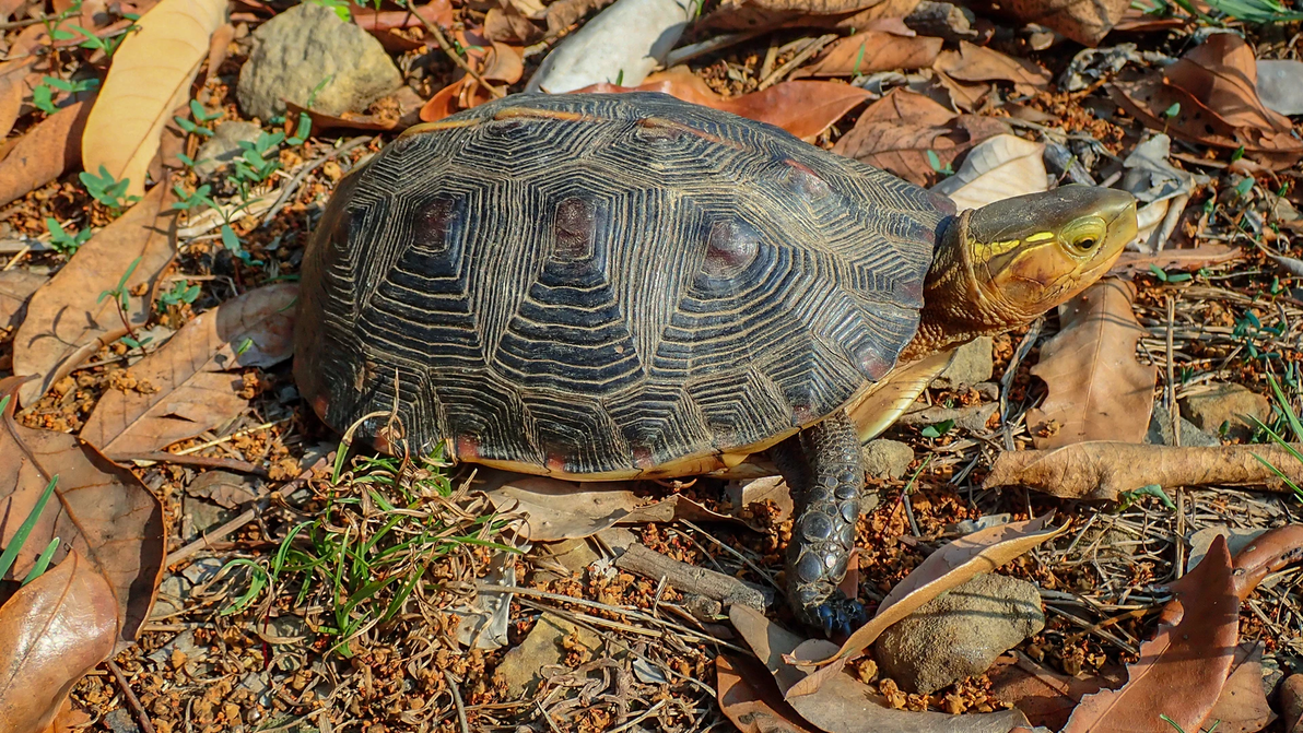 龟鳖图鉴（其三） - 哔哩哔哩
