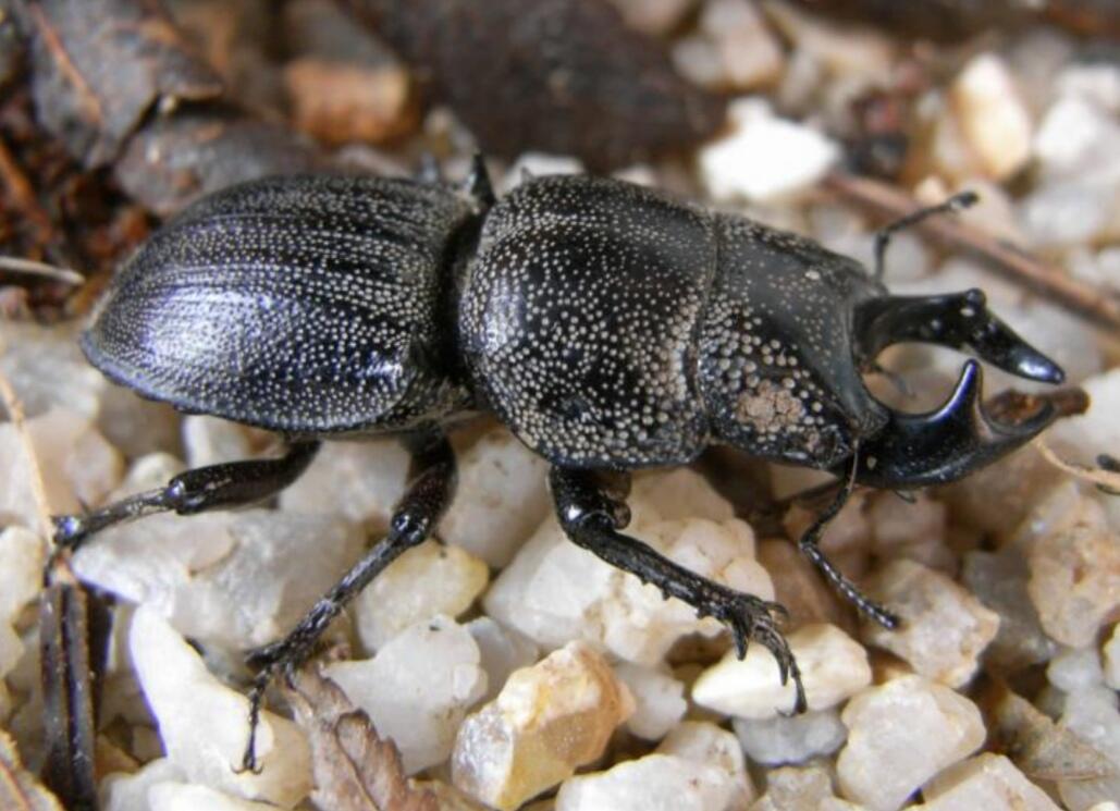 锹甲科-亚科\族\属 整理重置版（上篇） - 哔哩哔哩