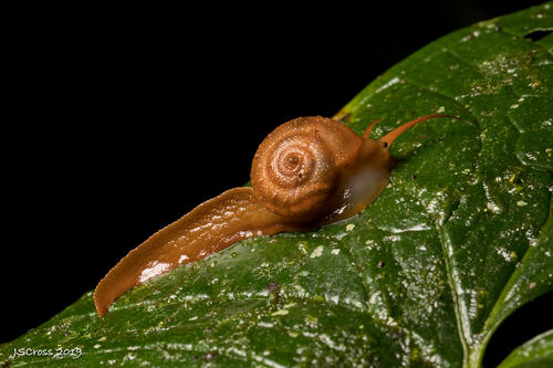 按总科盘点“陆螺”——陆生非柄眼类腹足类（上） - 哔哩哔哩