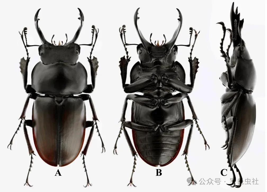 2024年第11期：圆翅锹属更新啦！新种：叶茂圆翅锹（Neolucanus yemaoi） - 哔哩哔哩