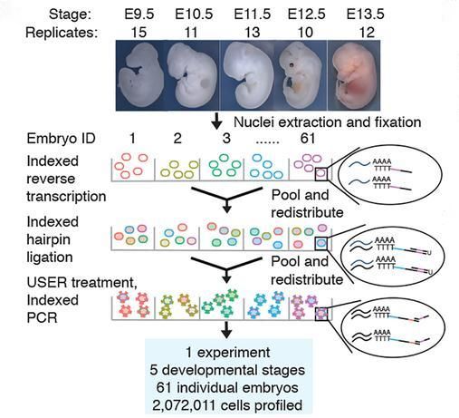 哺乳动物早期胚胎发育的奥秘 | 时空简讯26期 - 哔哩哔哩