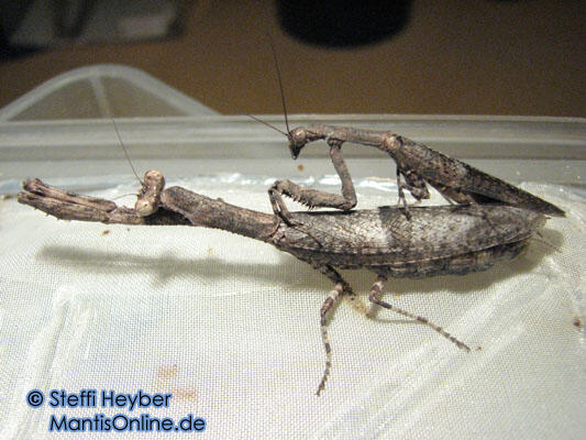 【螳螂科普】花螳中的巨人 - 哔哩哔哩