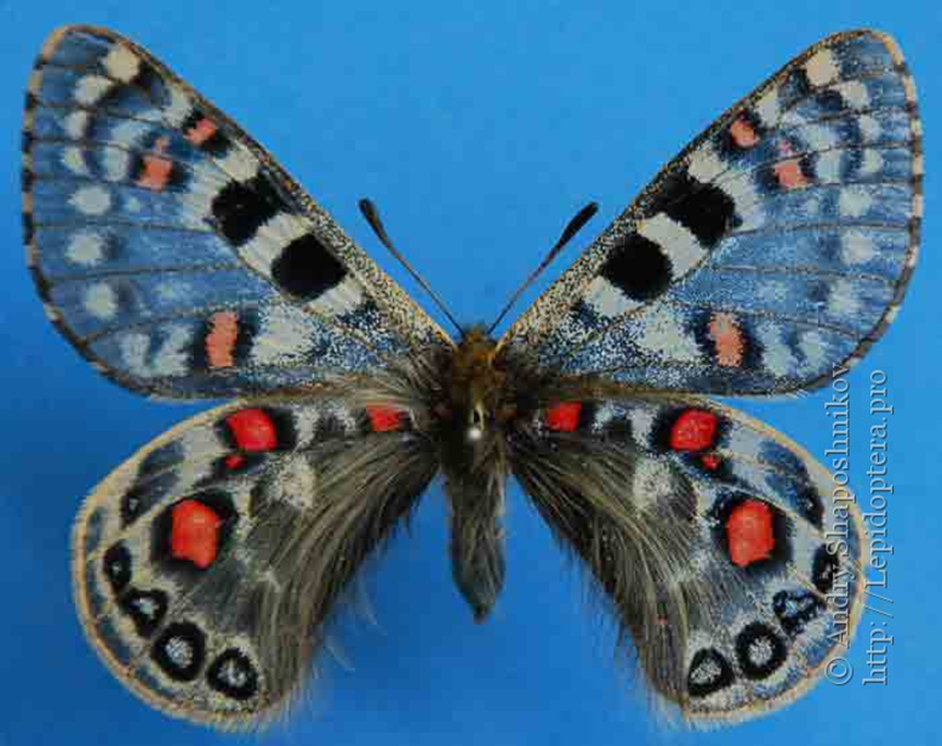 三十五种国内绢蝶属图录 - 哔哩哔哩