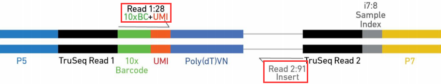 一文轻松玩转10X单细胞转录组官方分析软件CellRange - 哔哩哔哩
